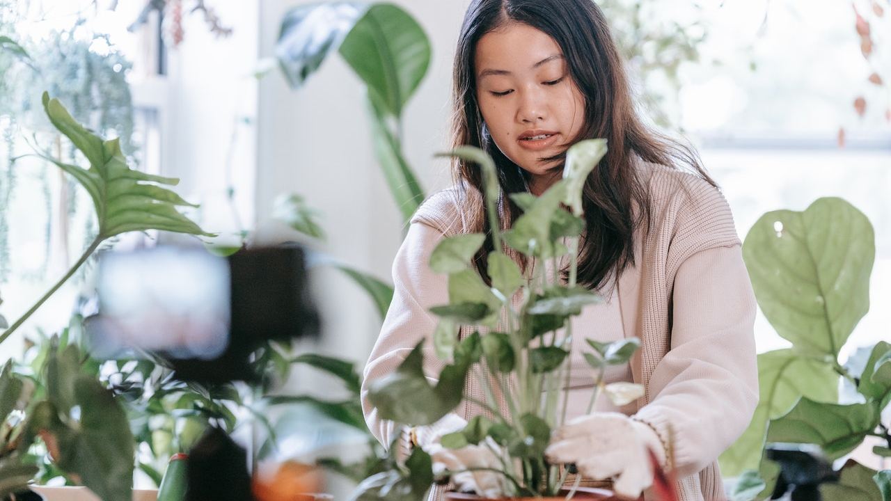 5 pasos basicos para revivir una planta con exceso de agua – Viviendo ...