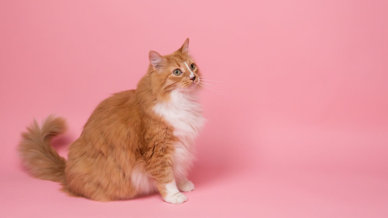 Michis: ¿De dónde viene este curioso nombre para los gatos? – Viviendo ...