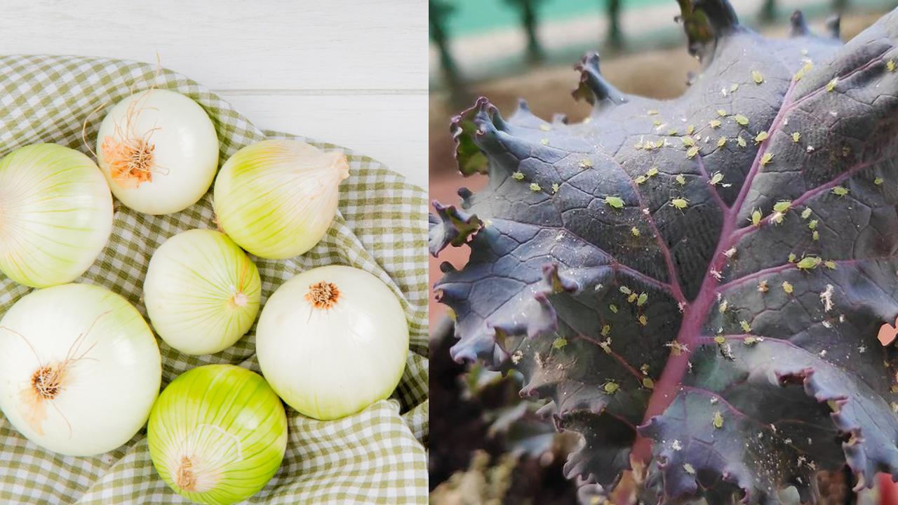 Cómo preparar agua de cebolla para eliminar el pulgón y hongos de tus ...