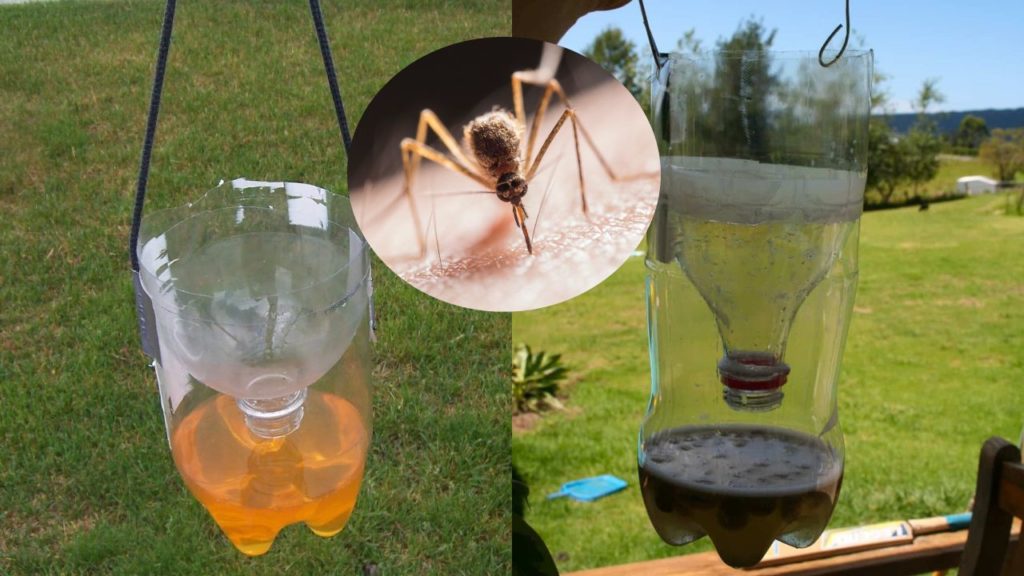 Cómo hacer una efectiva trampa con una botella para eliminar zancudos