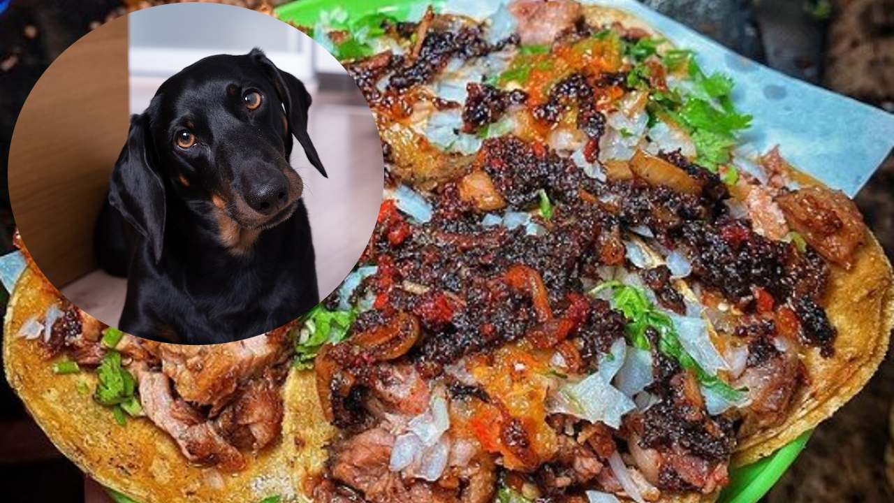 » Cómo reconocer si estás comiendo carne de perro en los tacos