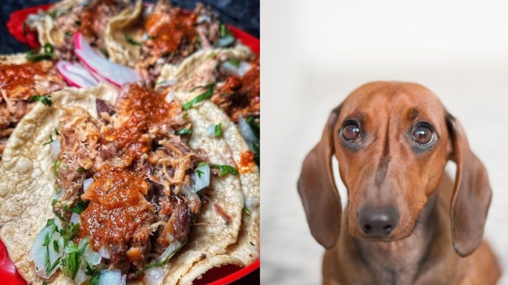 » Cómo reconocer si estás comiendo carne de perro en los tacos