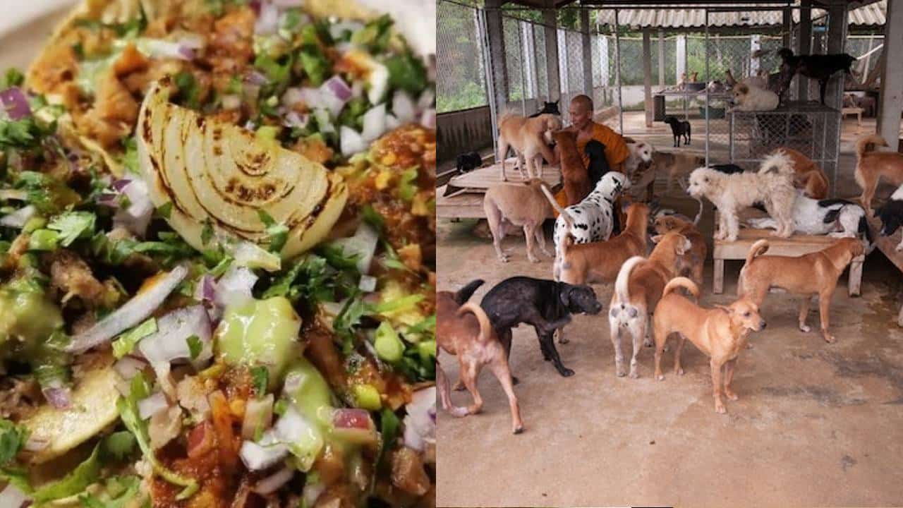 » Cómo reconocer si estás comiendo carne de perro en los tacos